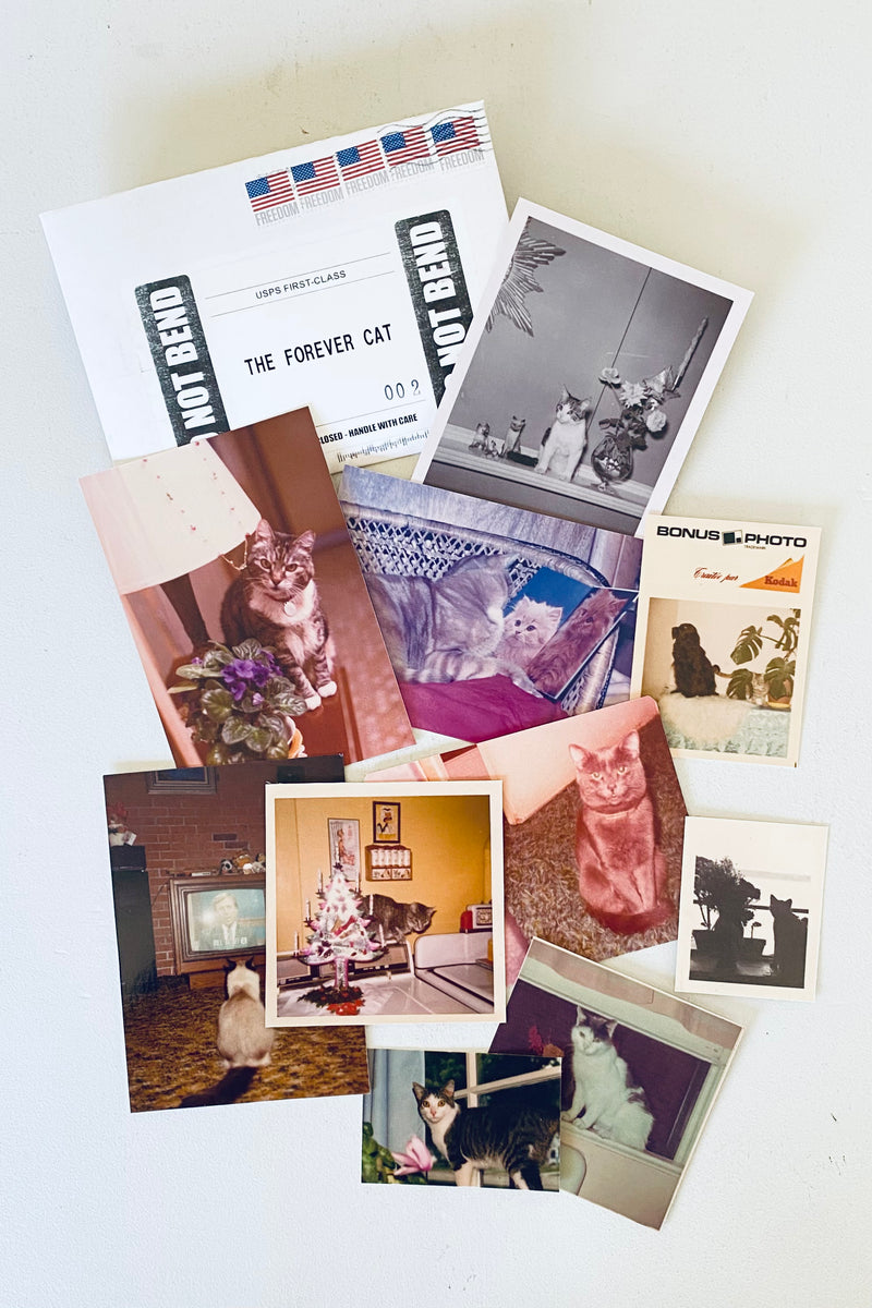THE FOREVER CAT Card Set 2 / THE FOREVER CAT - Utrecht