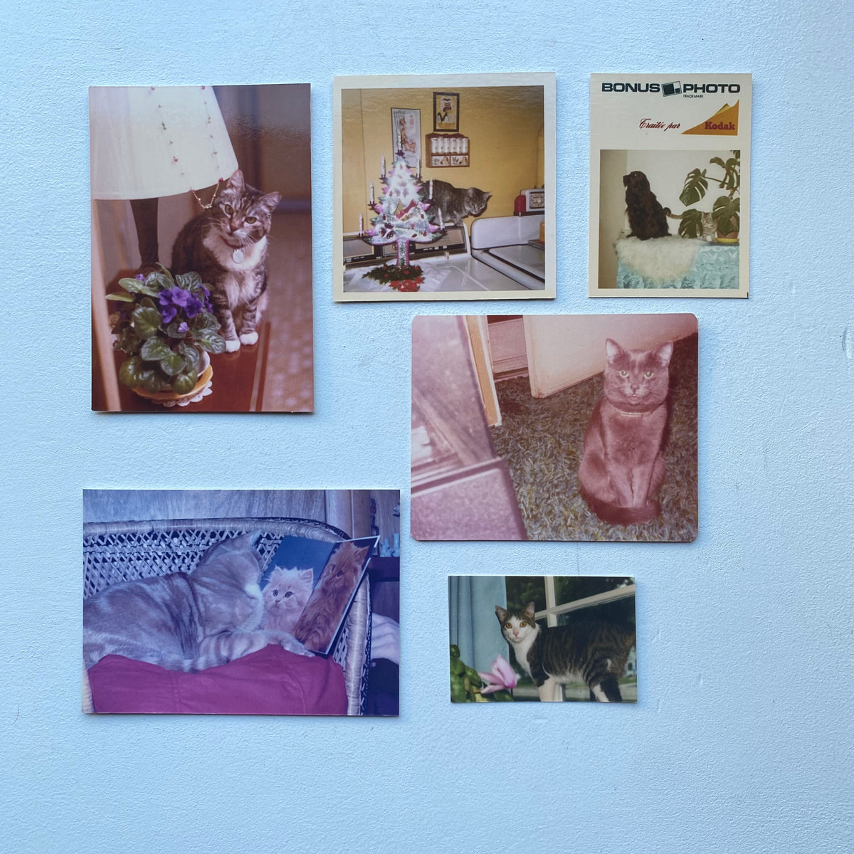 THE FOREVER CAT Card Set 2 / THE FOREVER CAT - Utrecht